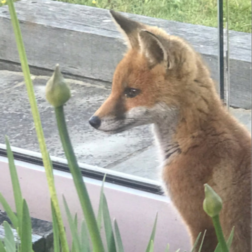 Re-Betchworth : Birds and Beasts